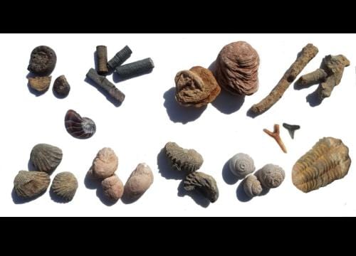 GEM KRAZY/FOSSIL COMBO